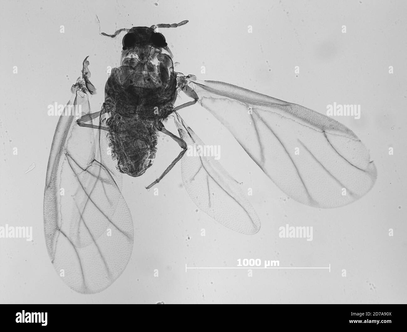 Springfield, Hampshire, West Virginia, United States, Melaphis minutus ...
