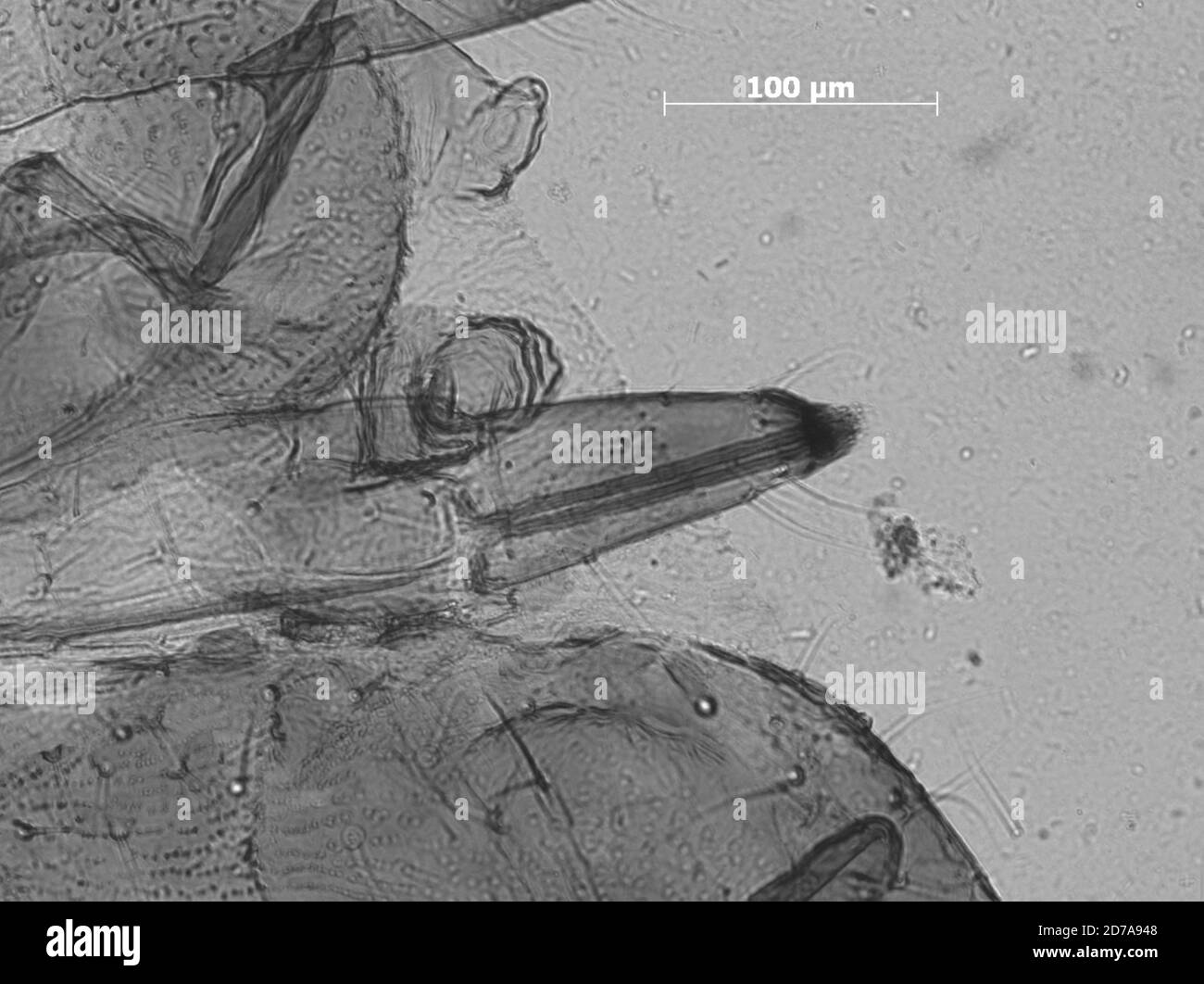 1970 animalia Black and White Stock Photos & Images - Alamy