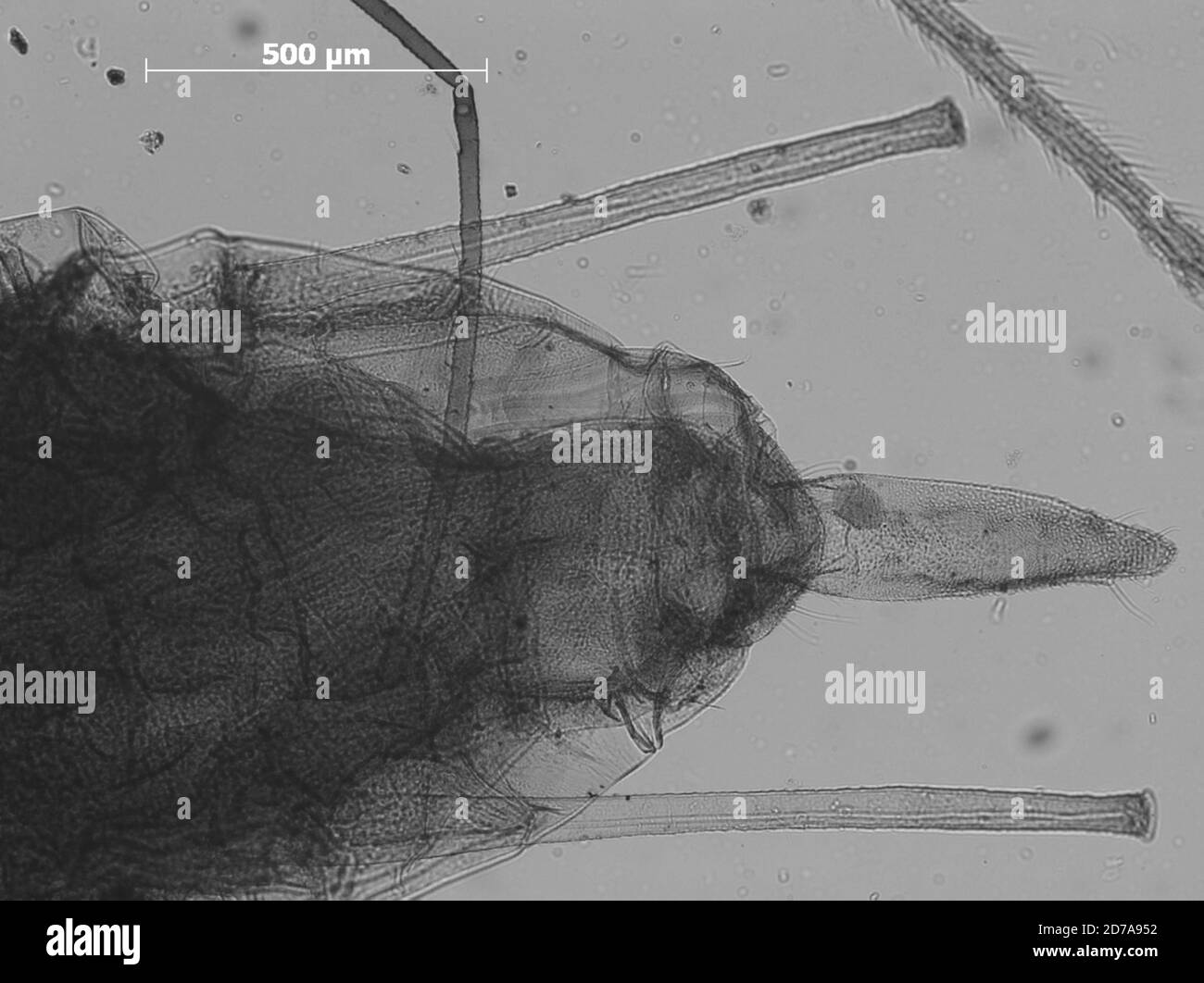 Beulah (historical), San Miguel, New Mexico, United States ...