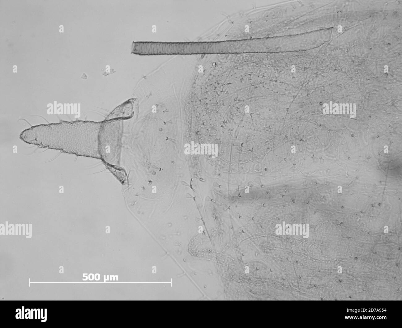 Brigham Canyon, Utah, United States, Pleotrichophorus packi brevis ...