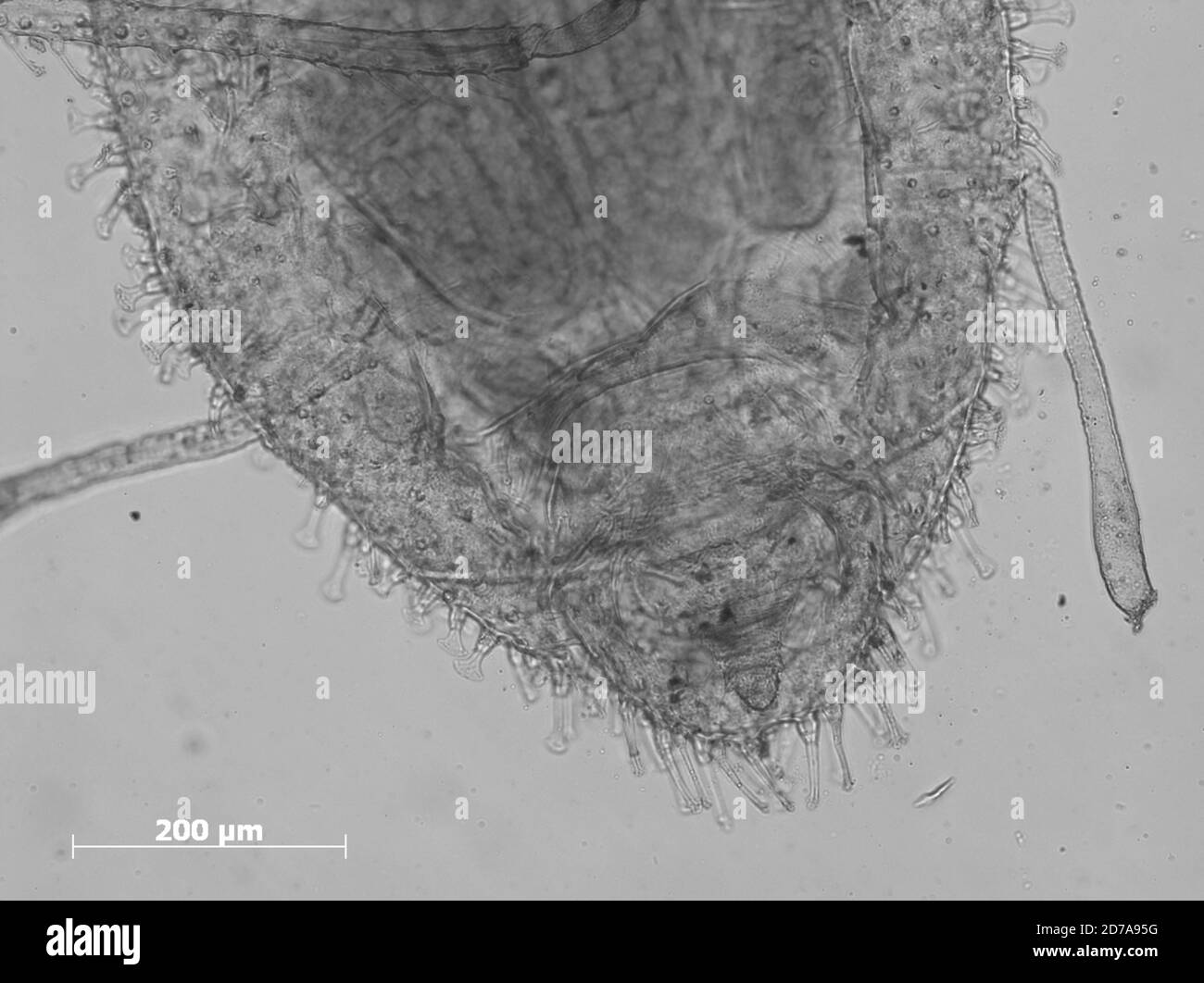 Brigham Canyon, Utah, United States, Pseudoepameibaphis xenotrichis ...
