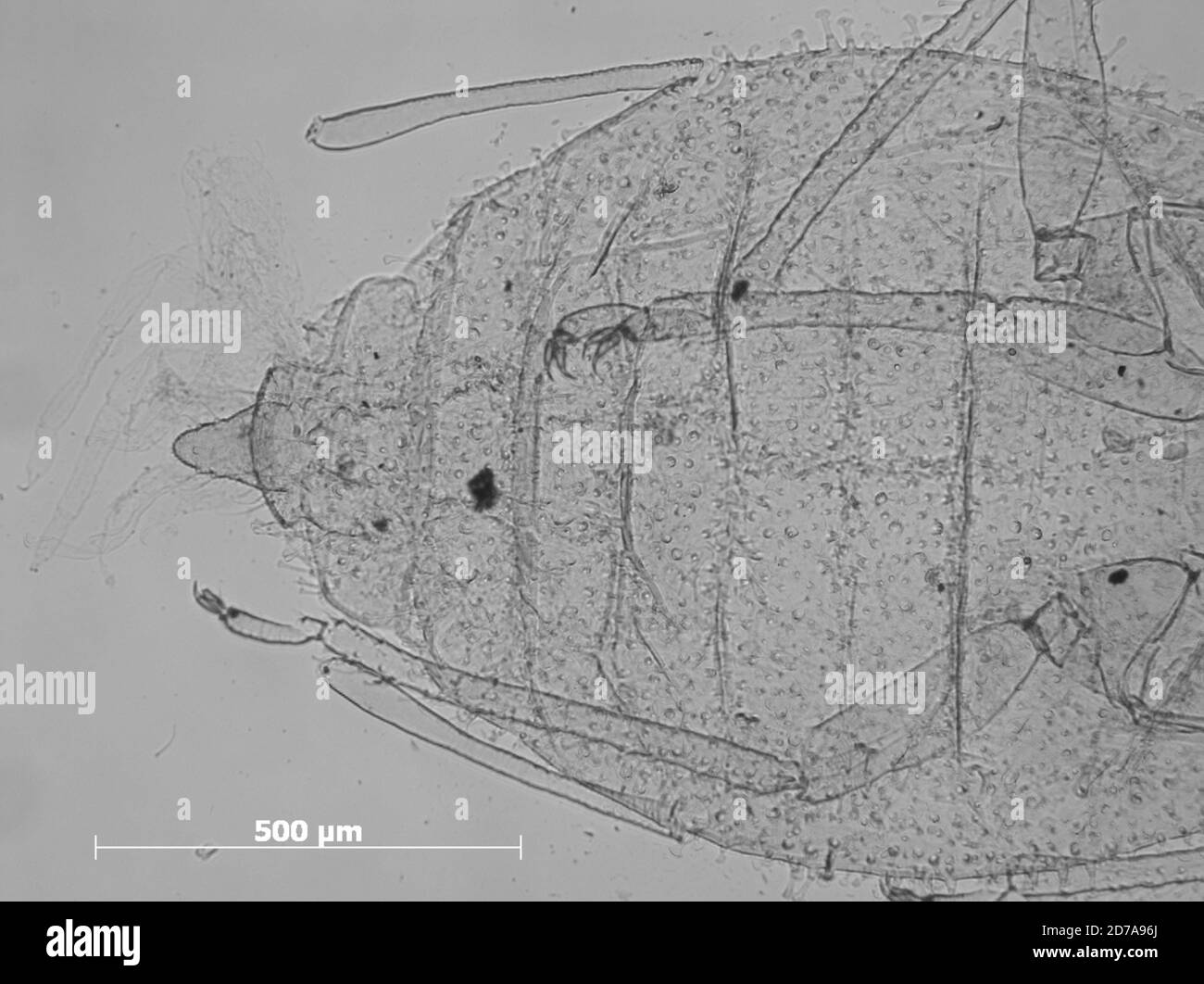 Jackson Hole, Teton, Wyoming, United States, Pseudoepameibaphis ...