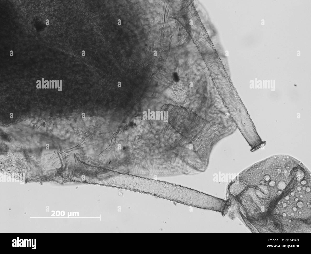 Phorodon cynoglossi williams hi-res stock photography and images - Alamy
