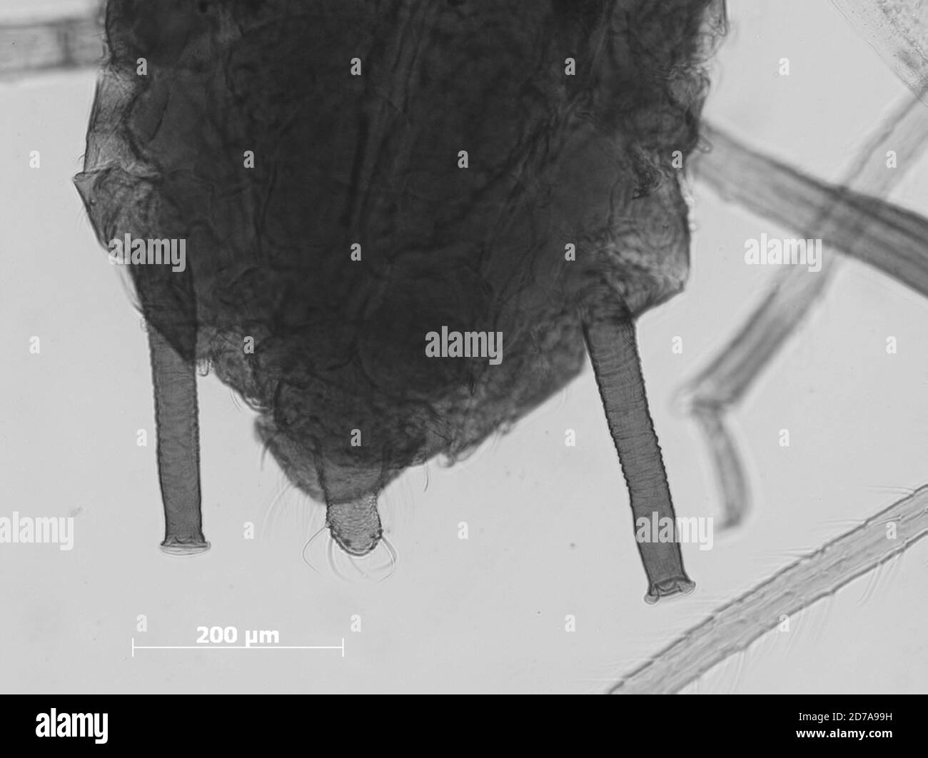 1932 animalia hi-res stock photography and images - Alamy