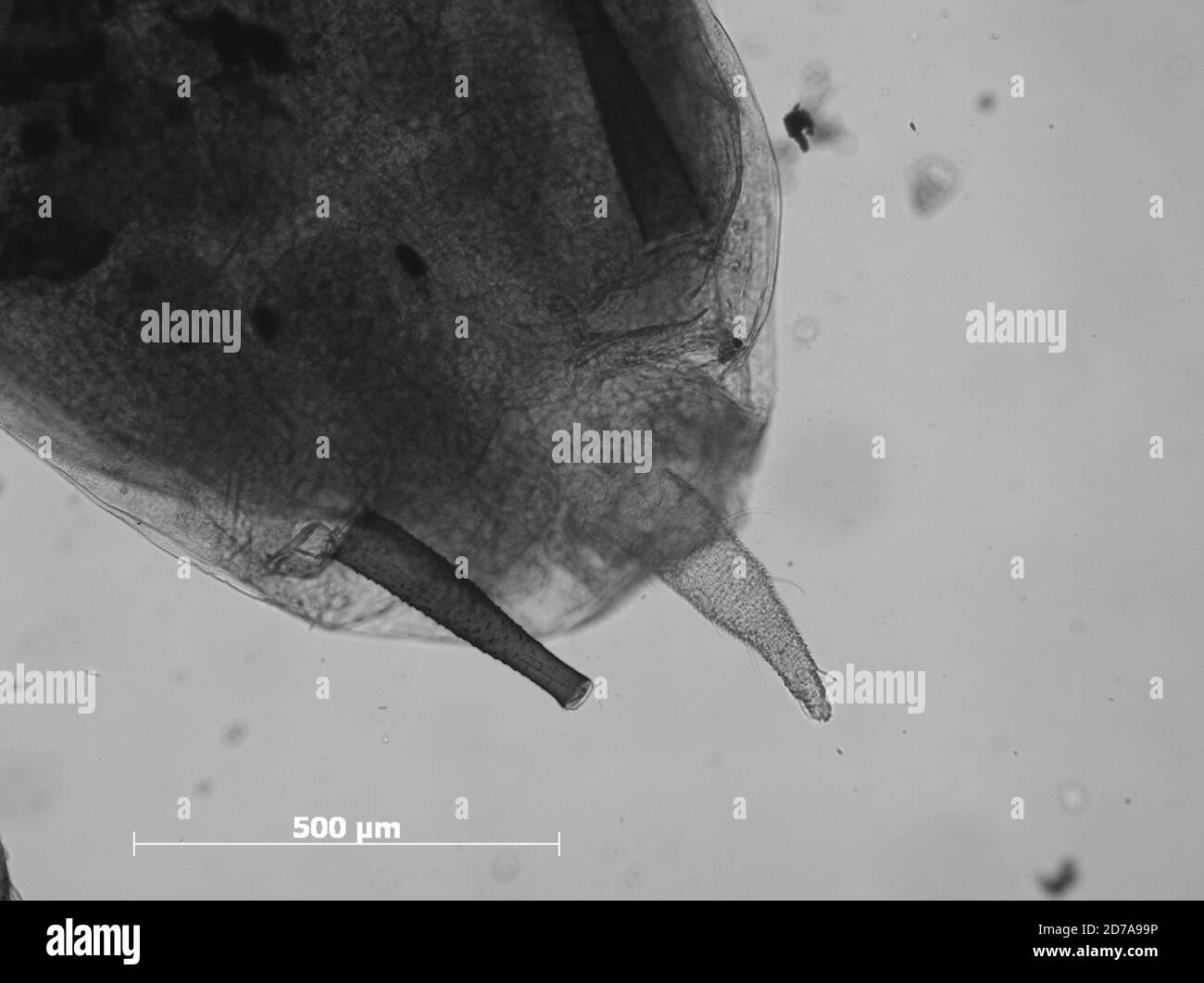 Siphonophora desmodii williams hi-res stock photography and images - Alamy