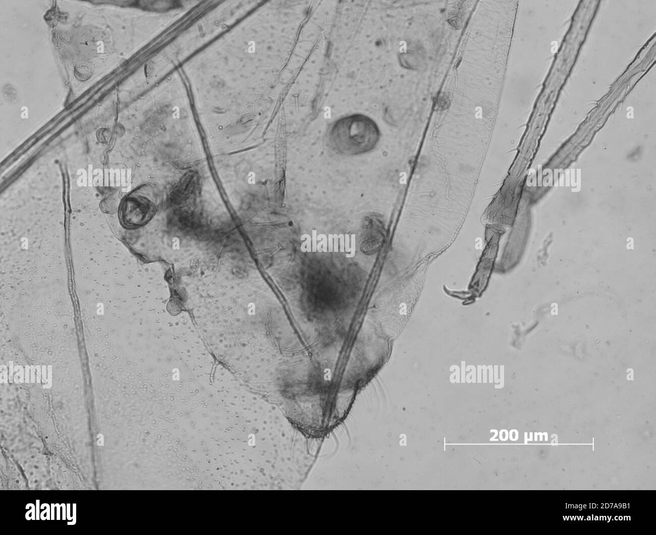 Mount Carmel, Kane, Utah, United States, Zyxaphis utahensis Knowlton ...