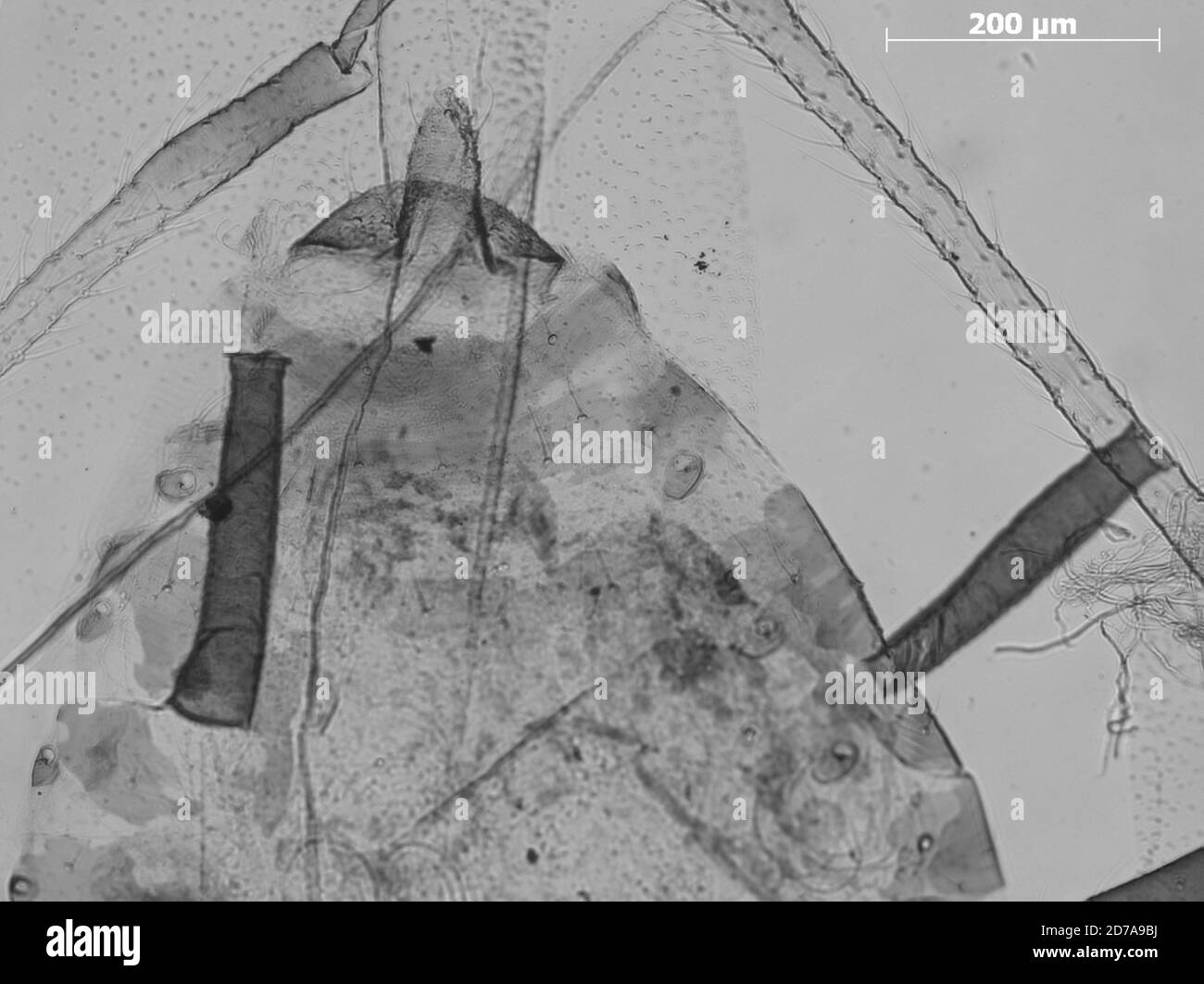 Toxoptera nigra baker Black and White Stock Photos & Images - Alamy