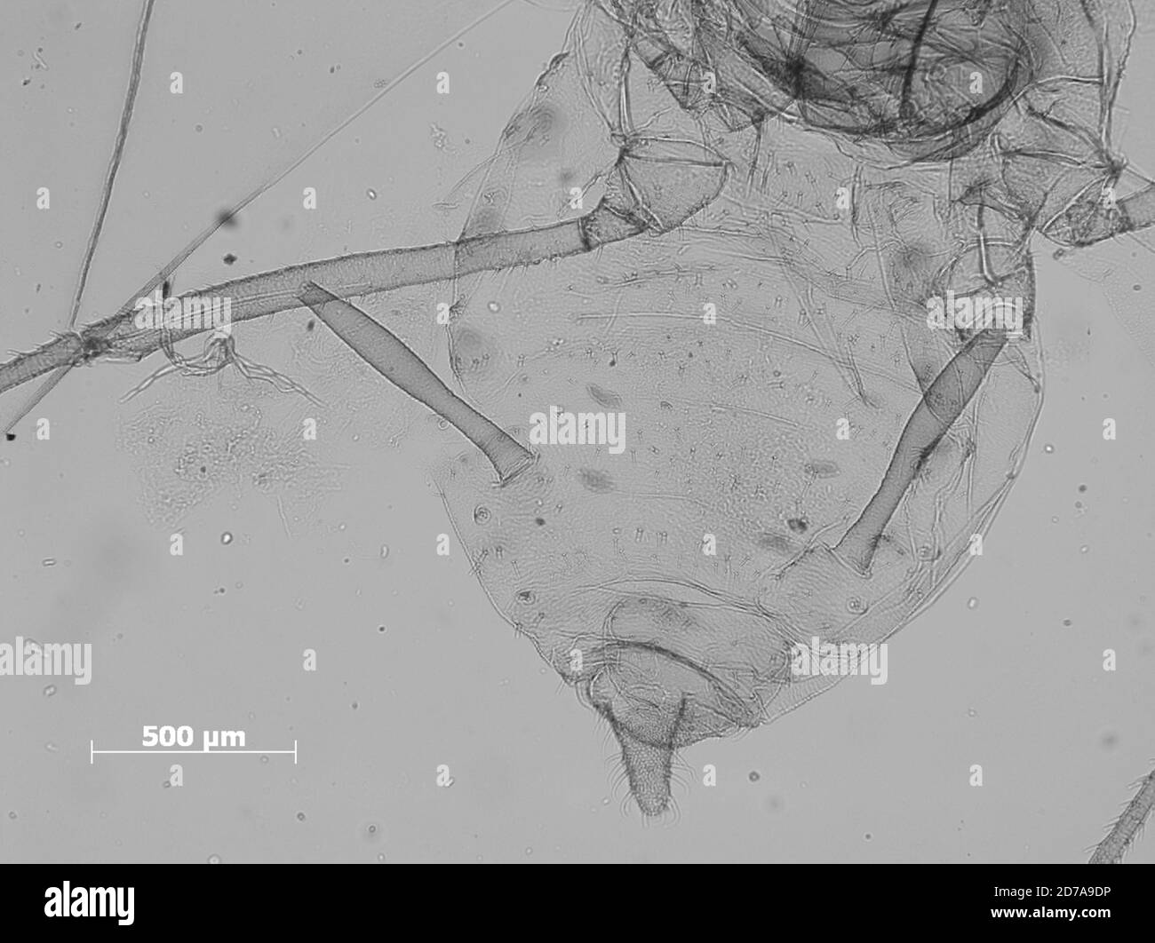 Lincoln, Tooele, Utah, United States, Amphorophora alleni Knowlton ...