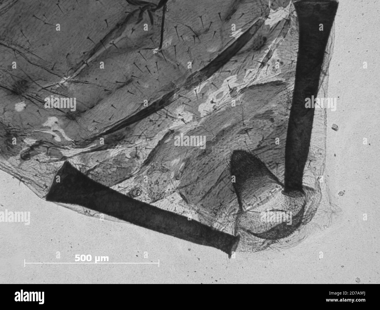 1947 animalia hi-res stock photography and images - Alamy