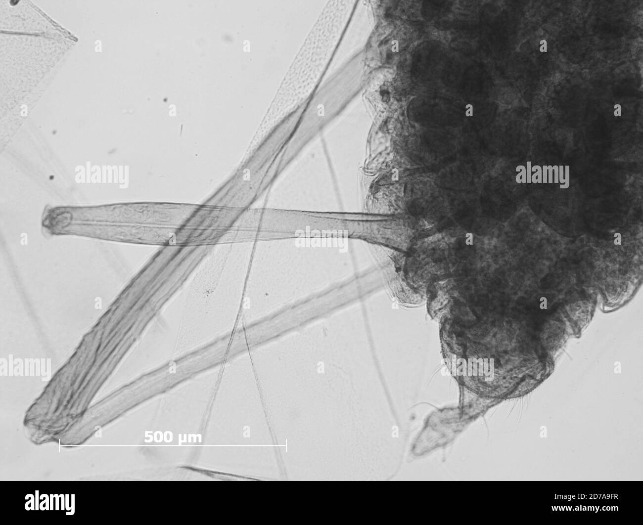 Ogden, Weber, Utah, United States, Amphorophora utahensis Knowlton ...