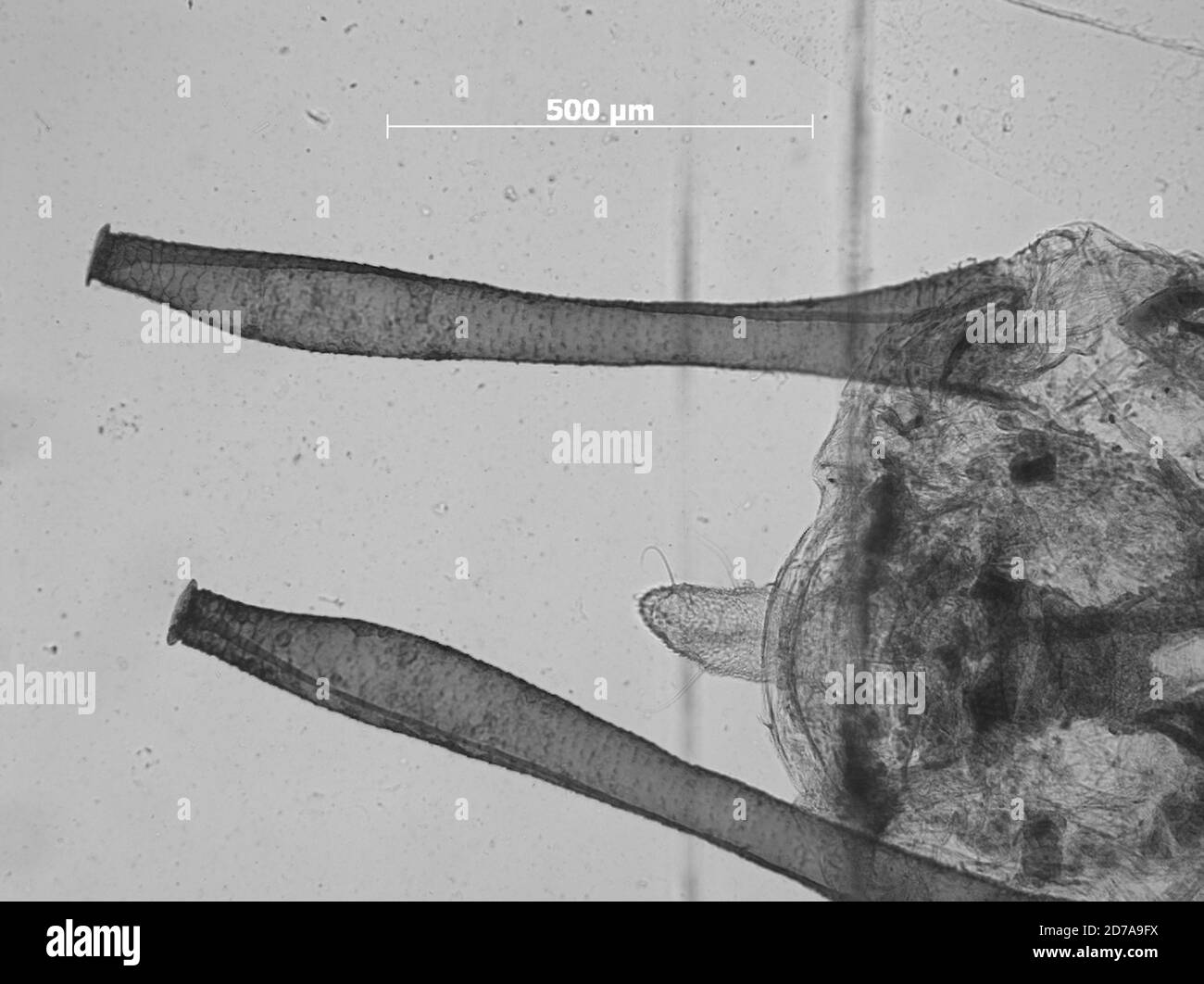 Aphidinae Black and White Stock Photos & Images - Alamy
