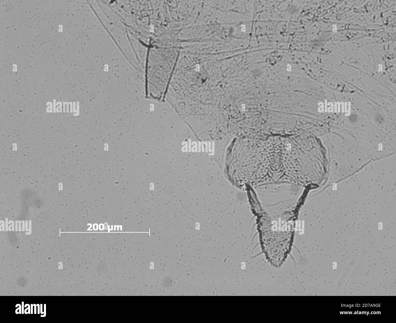 Milford, Beaver, Utah, United States, Aphis bonnevillensis Knowlton ...