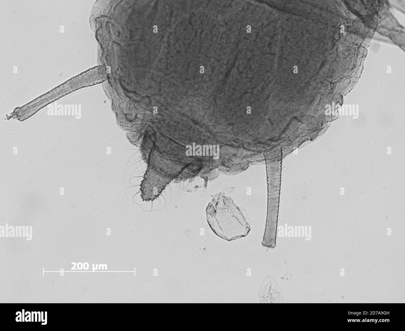 1904 animalia Black and White Stock Photos & Images - Alamy