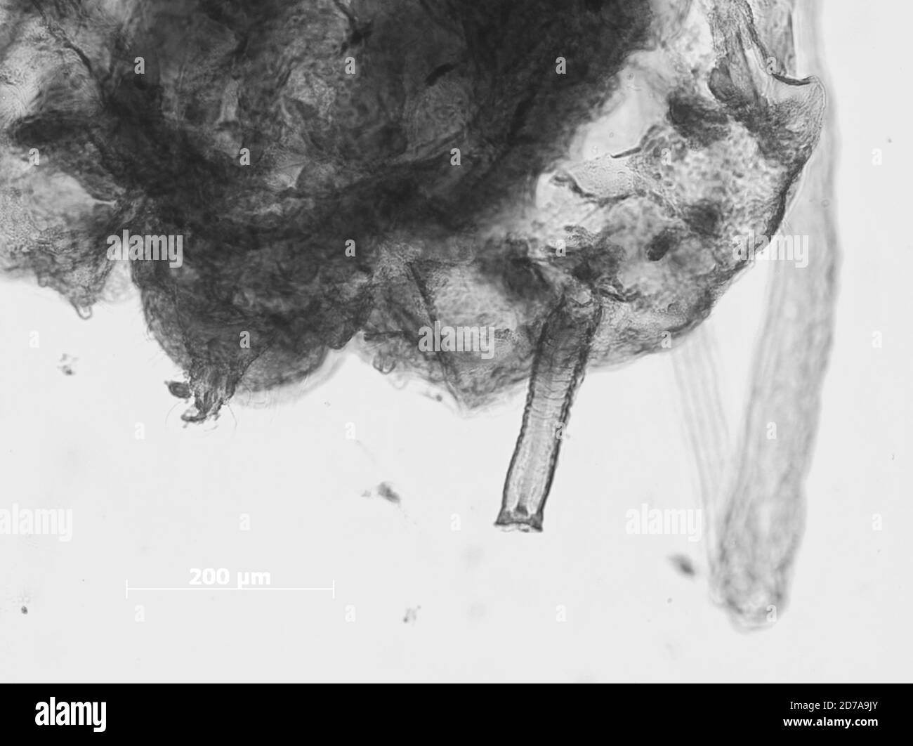 Aphidinae High Resolution Stock Photography and Images - Alamy