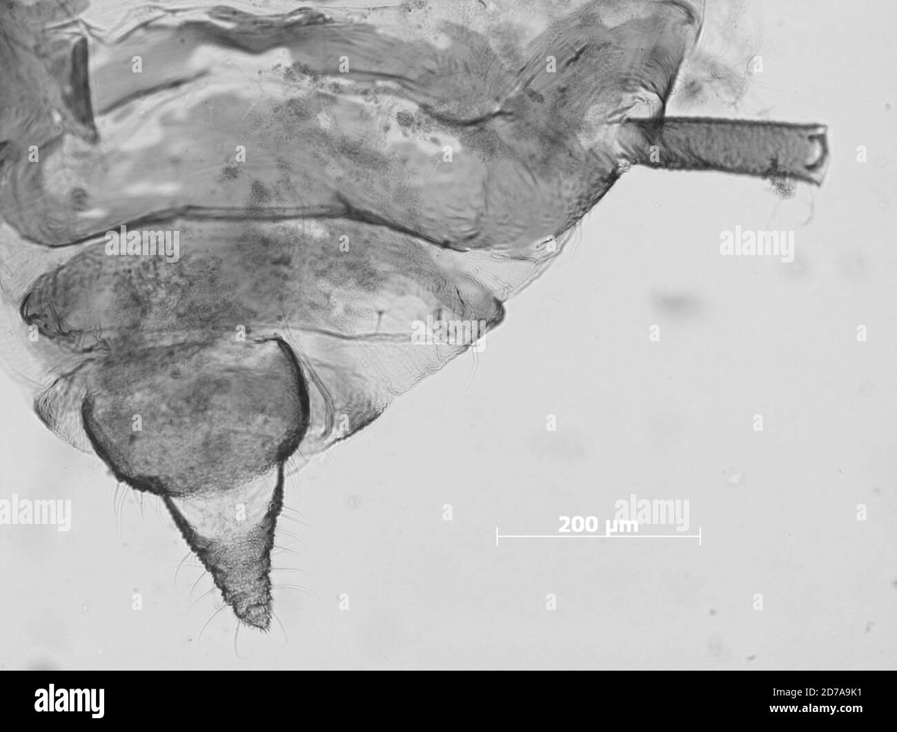 1950 animalia hi-res stock photography and images - Alamy