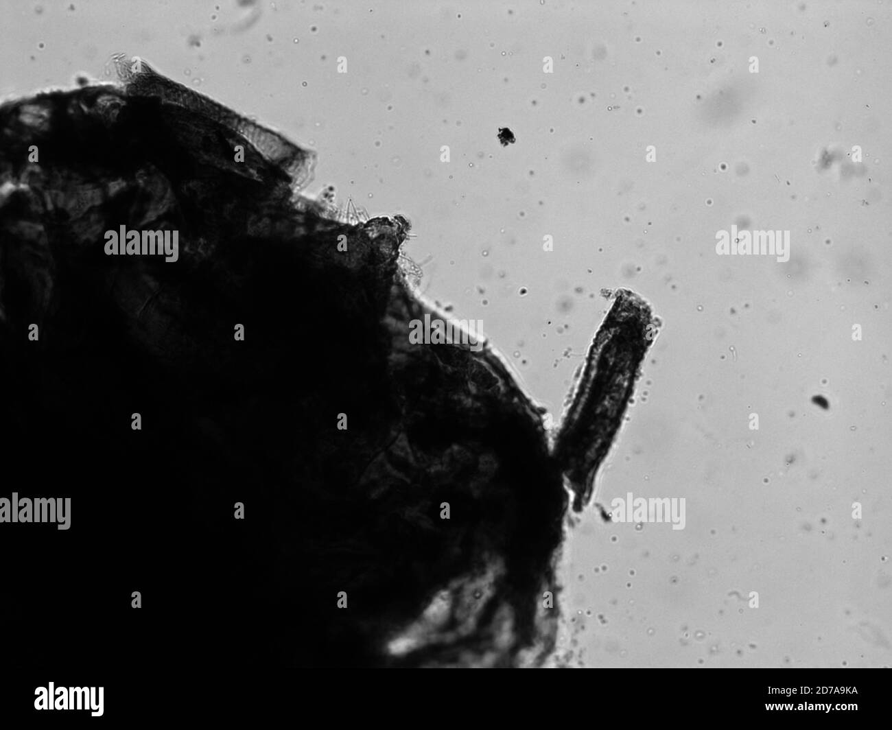 Aphis sambucifoliae fitch hi-res stock photography and images - Alamy