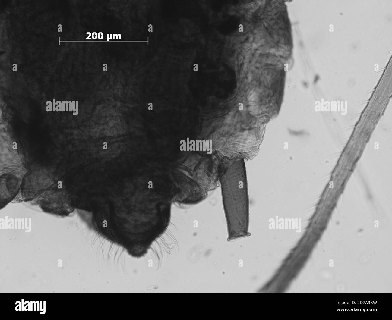 Aphis lithospermi hi-res stock photography and images - Alamy