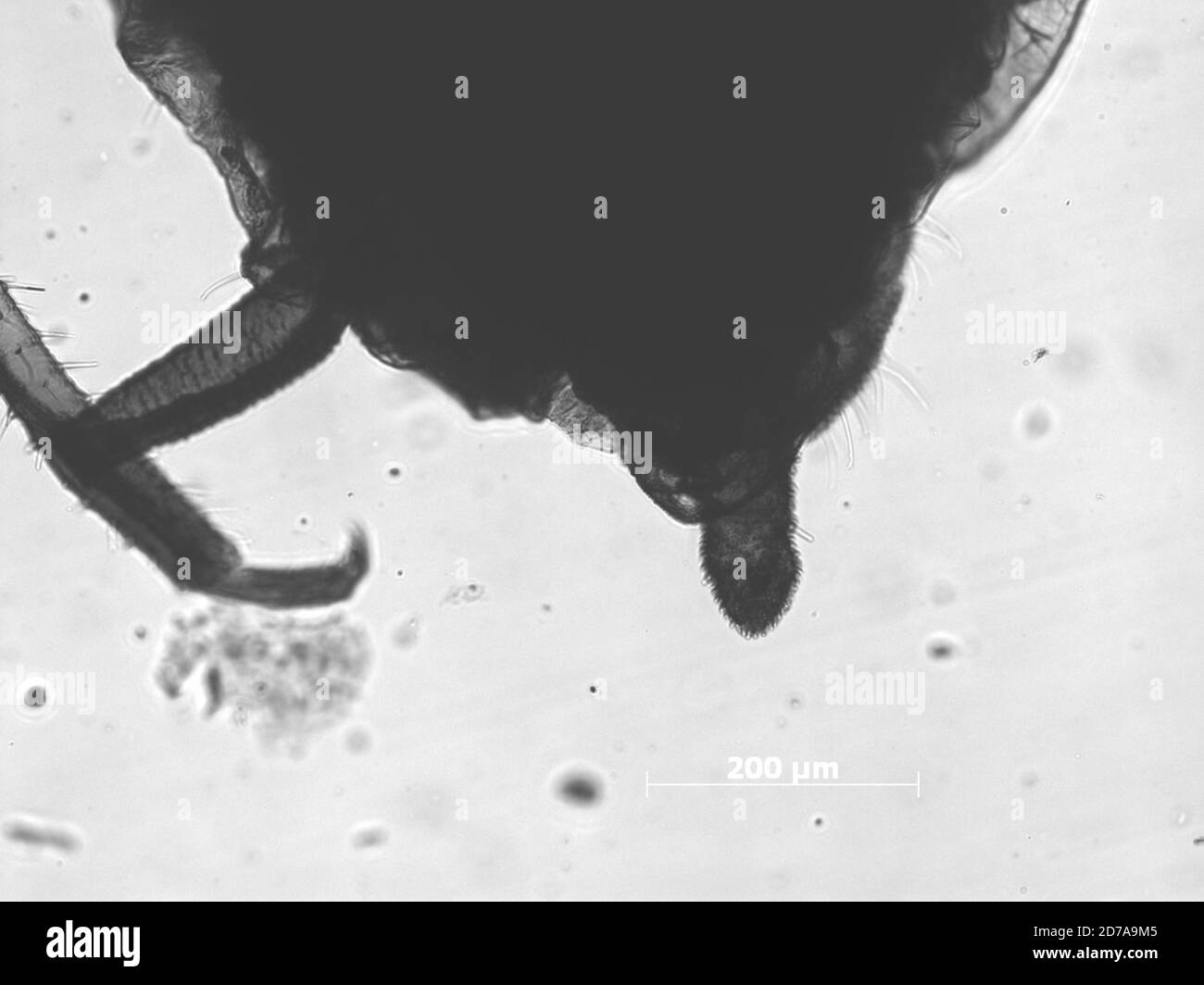 Valerianae hi-res stock photography and images - Alamy