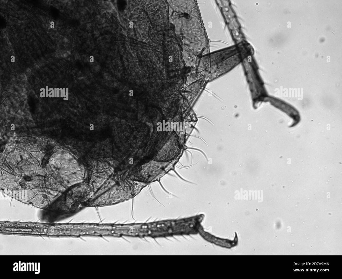 Aphis senecio swain hi-res stock photography and images - Alamy