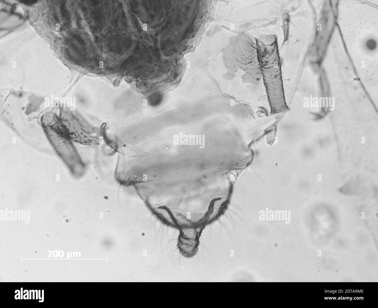 Log Cabin, Larimer, Colorado, United States, Aphis pseudovalerianae ...