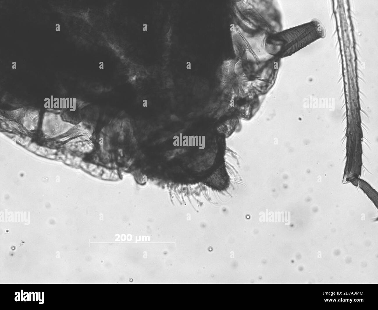 Tooele, Fisher’s Pass, Tooele, Utah, United States, Aphis tetradymia ...