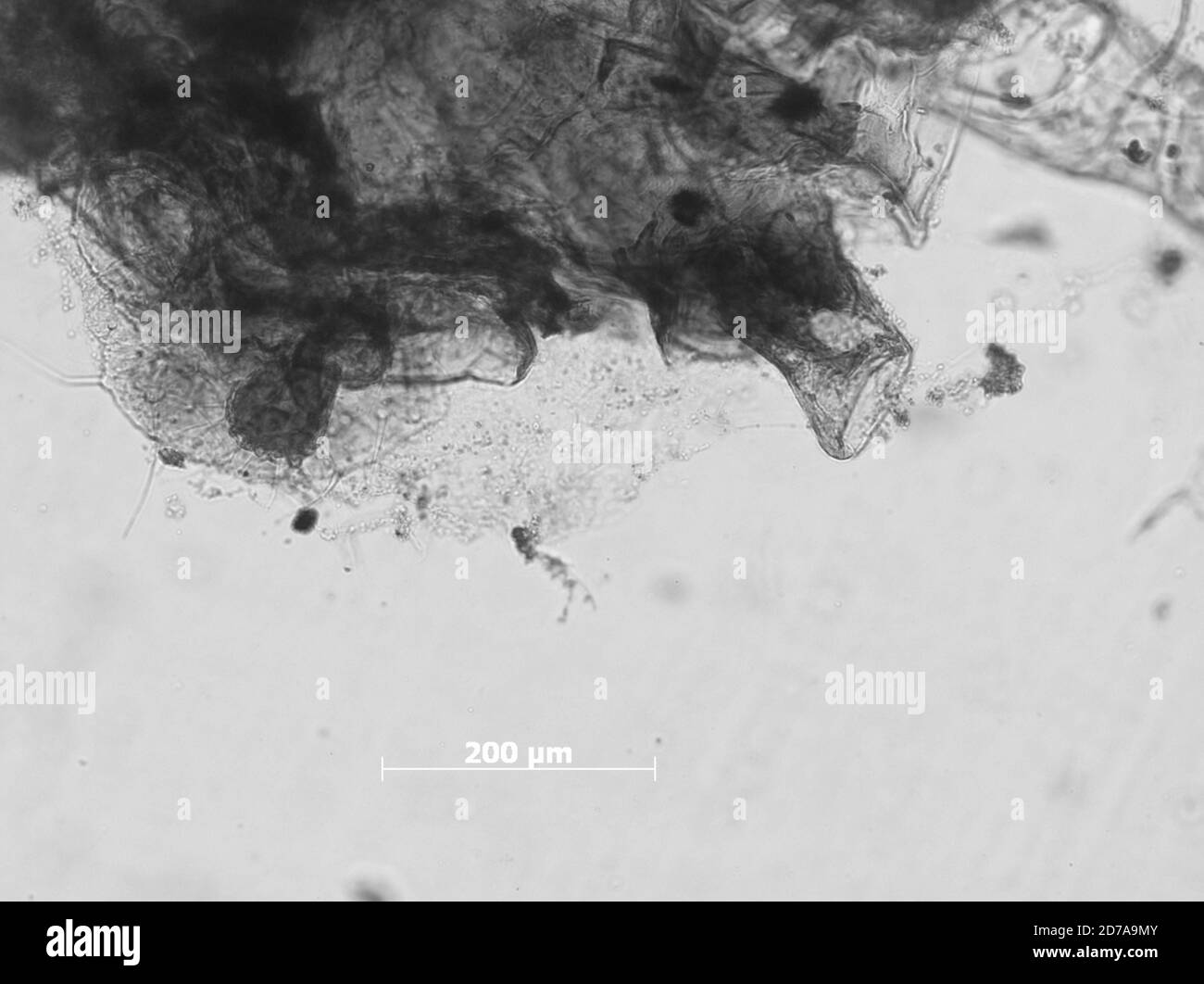 1851 animalia hi-res stock photography and images - Alamy