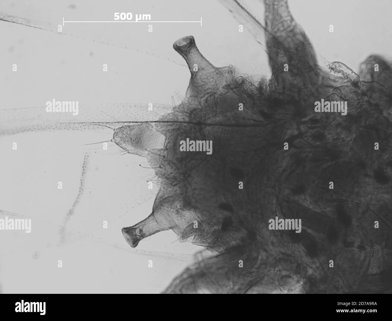 Calaphis myricae patch hi-res stock photography and images - Alamy