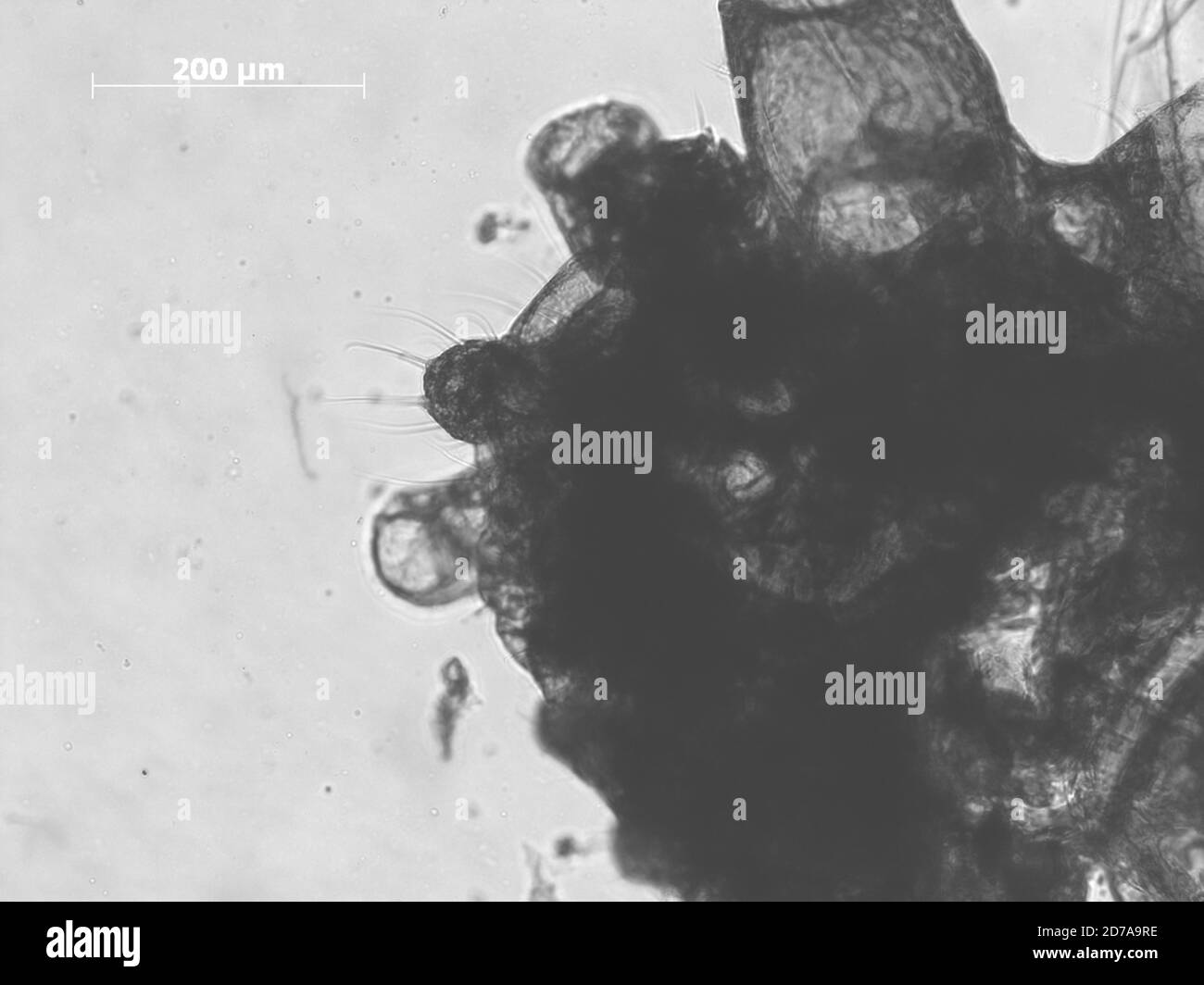 Callipterus mucidus fitch hi-res stock photography and images - Alamy