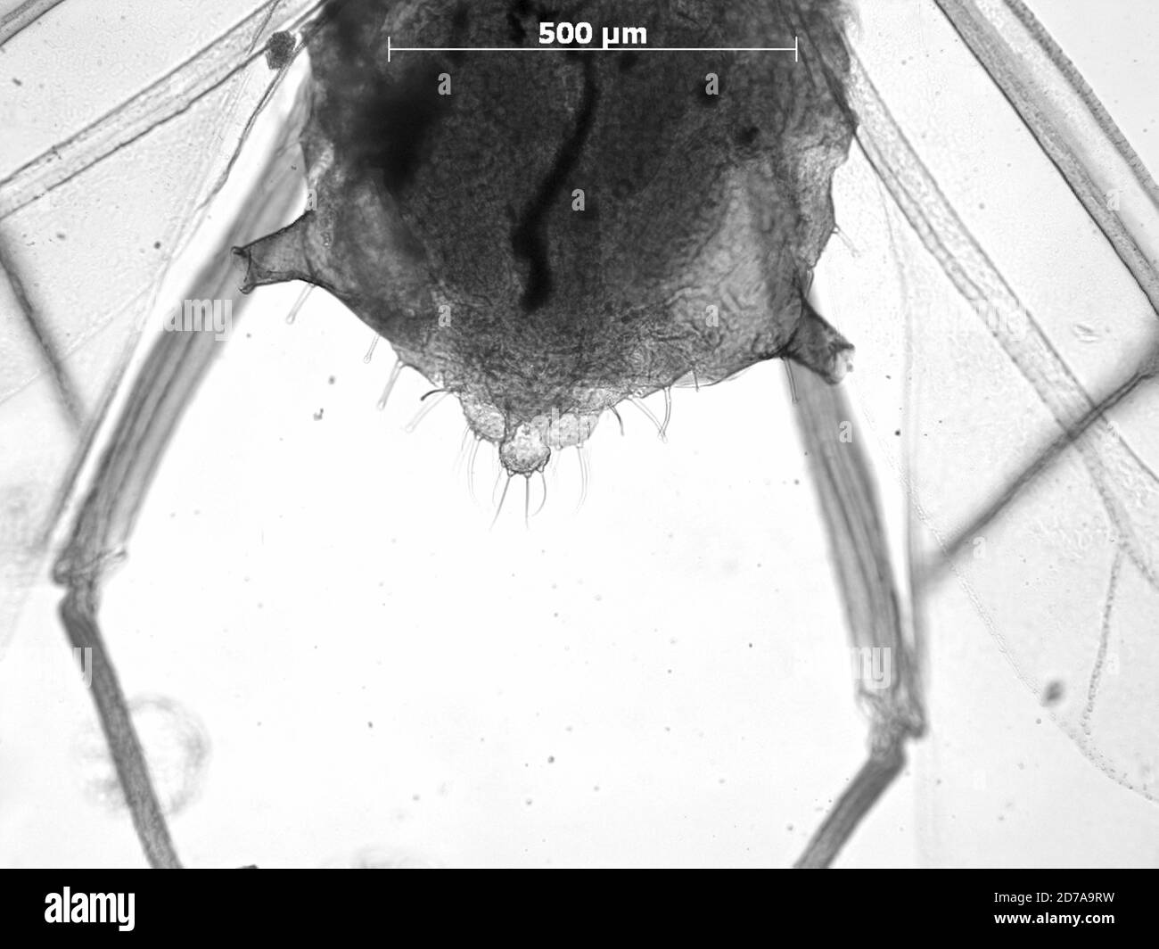 Calaphis alni baker hi-res stock photography and images - Alamy