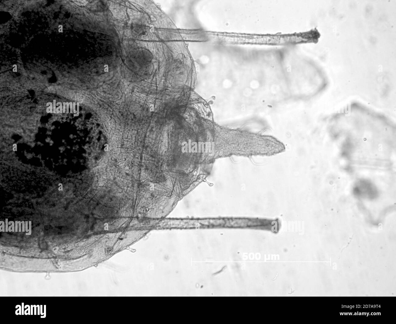 Smithfield, Cache, Utah, United States, Capitophorus pycnorhysus ...