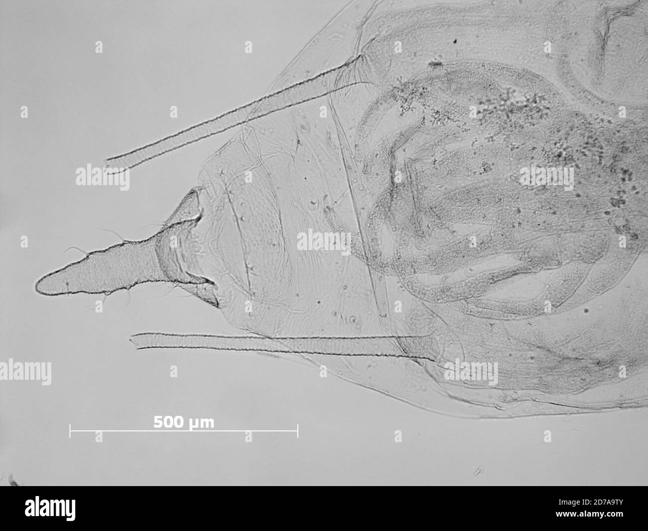Mount Carmel, Kane, Utah, United States, Capitophorus elongatus ...