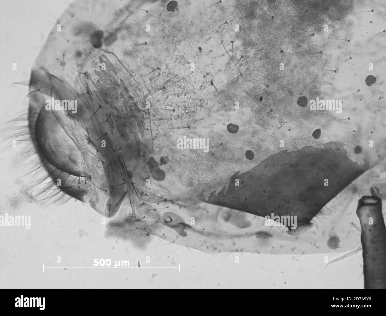 1955 animalia hi-res stock photography and images - Alamy