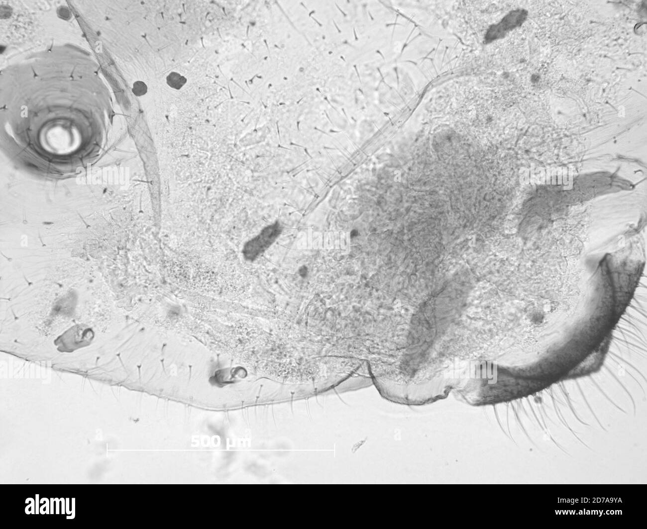 1956 animalia hi-res stock photography and images - Alamy