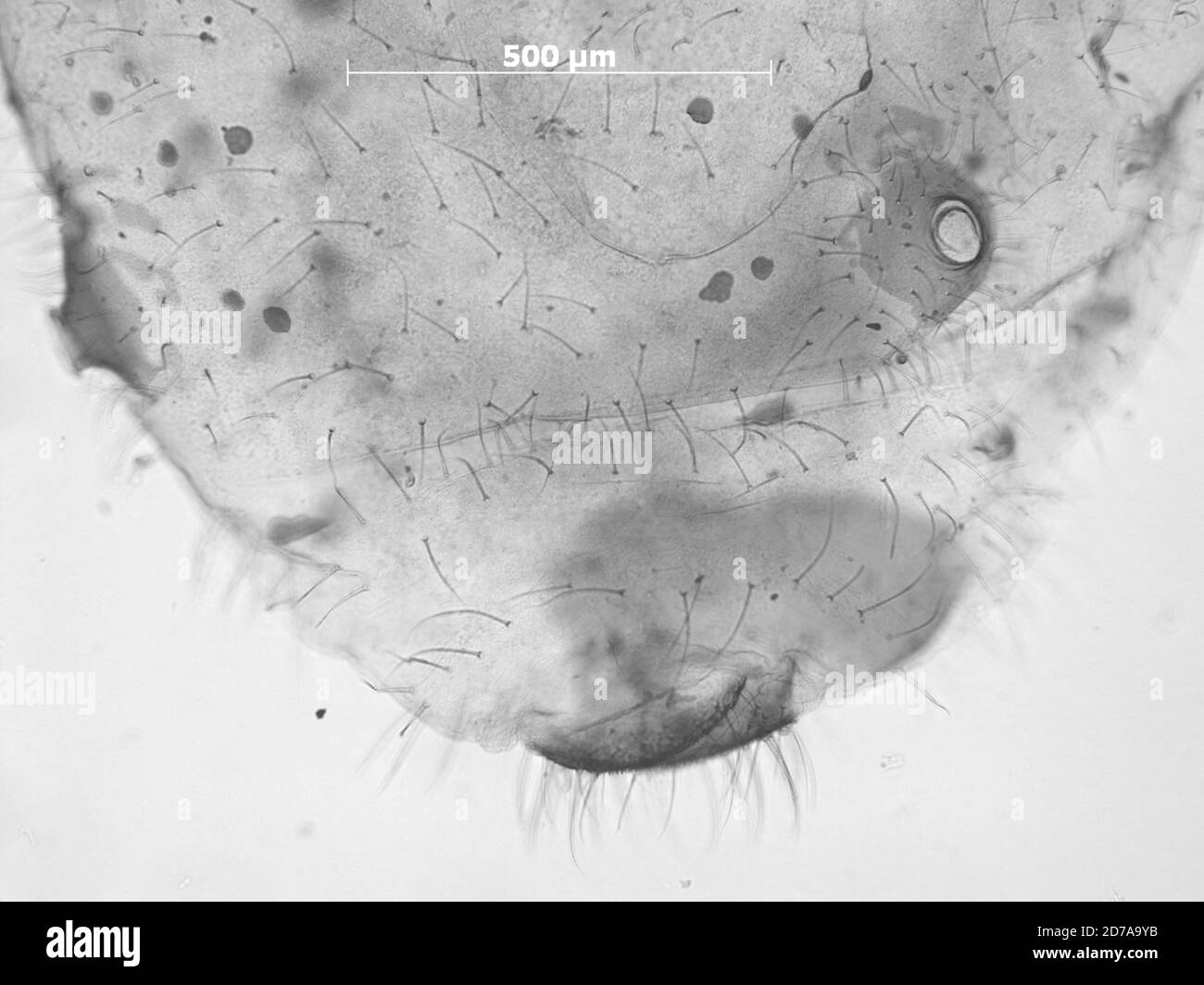 1954 animalia hi-res stock photography and images - Alamy