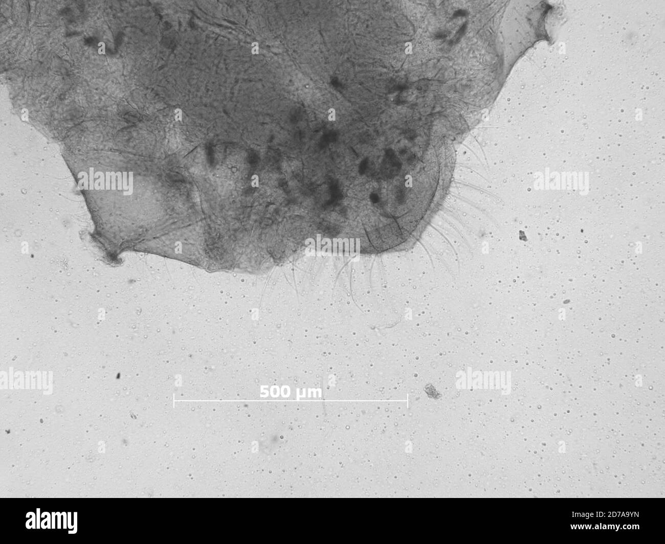 Loch Vale, Estes Park, Larimer, Colorado, United States, Cinara apini ...