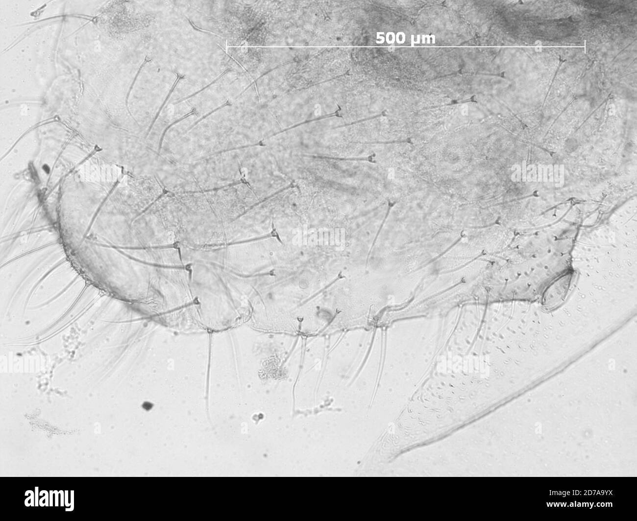 Baton Rouge, East Baton Rouge, Louisiana, United States, Cinara ...