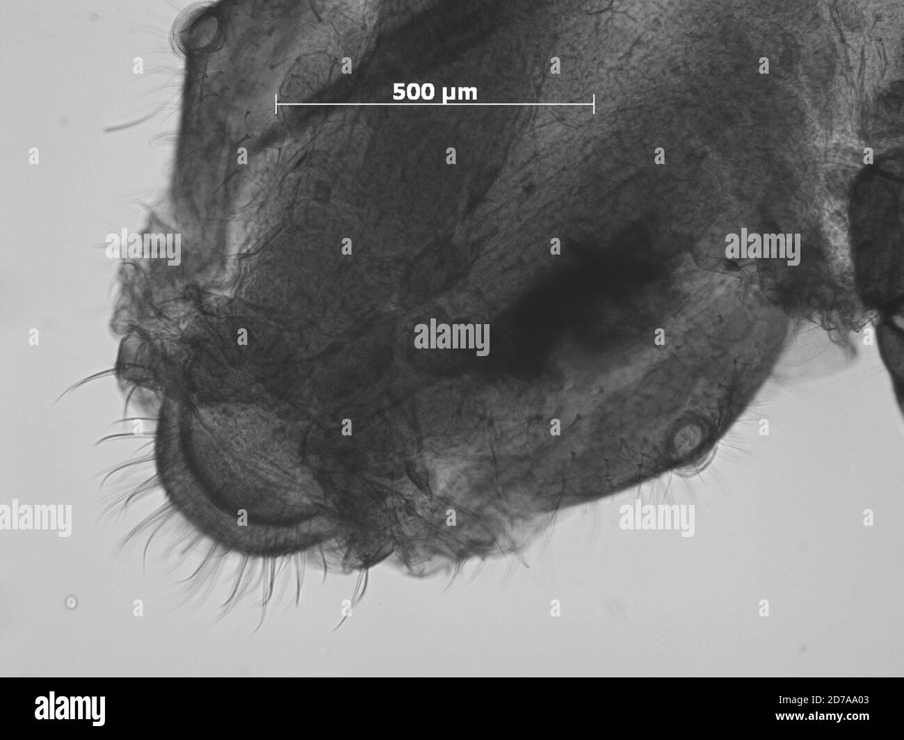 Cinara carolina tissot hi-res stock photography and images - Alamy