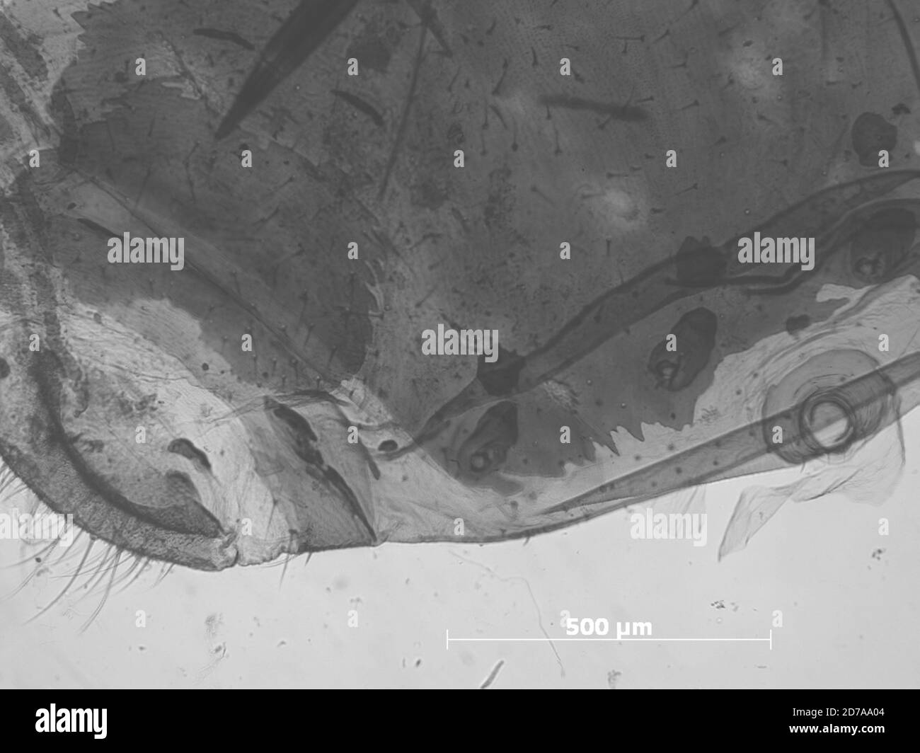 1961 animalia hi-res stock photography and images - Alamy