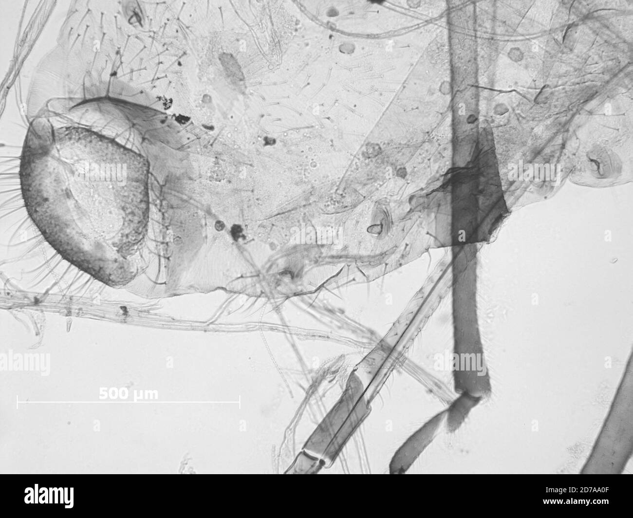 1955 animalia hi-res stock photography and images - Alamy