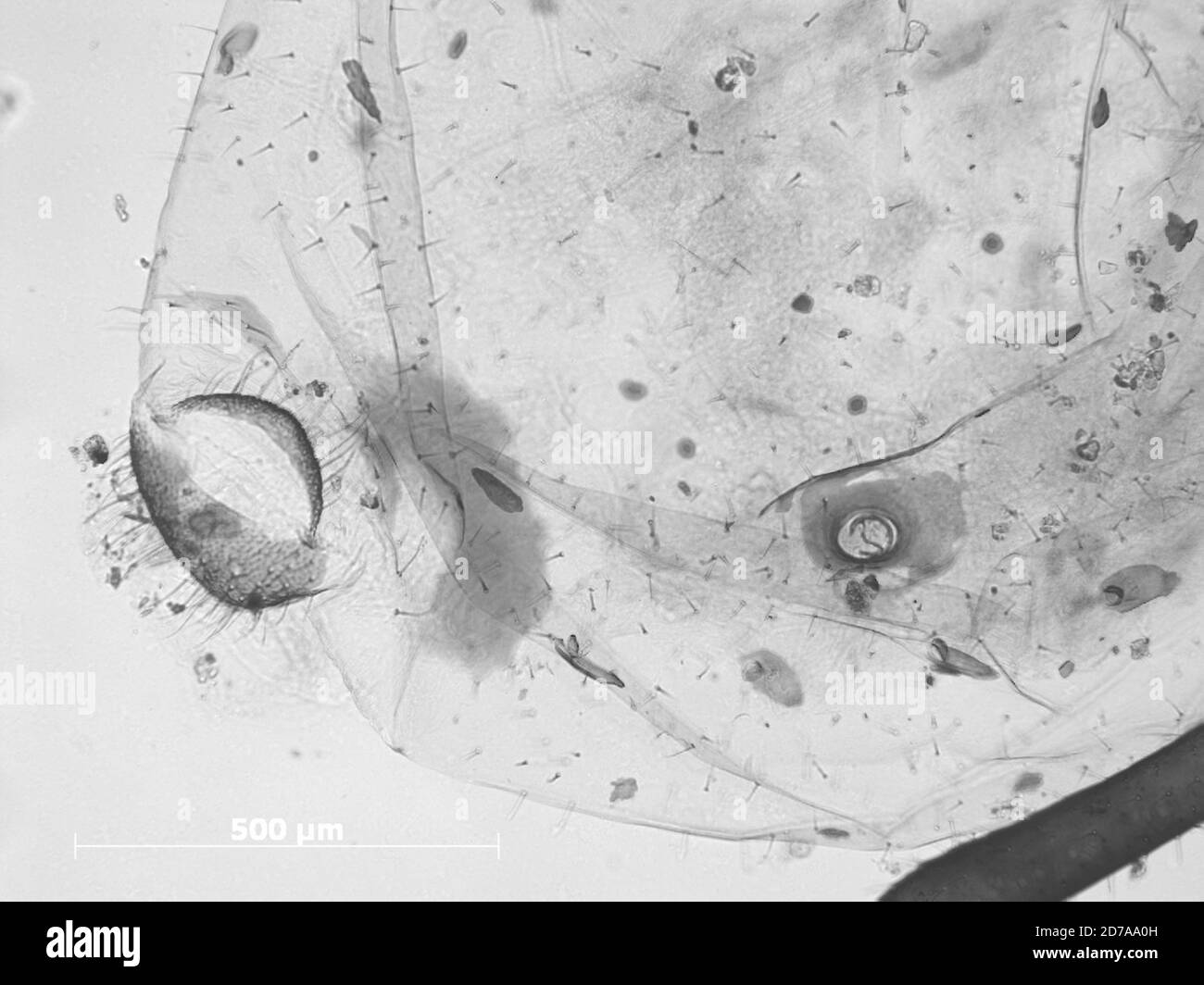 1956 animalia hi-res stock photography and images - Alamy