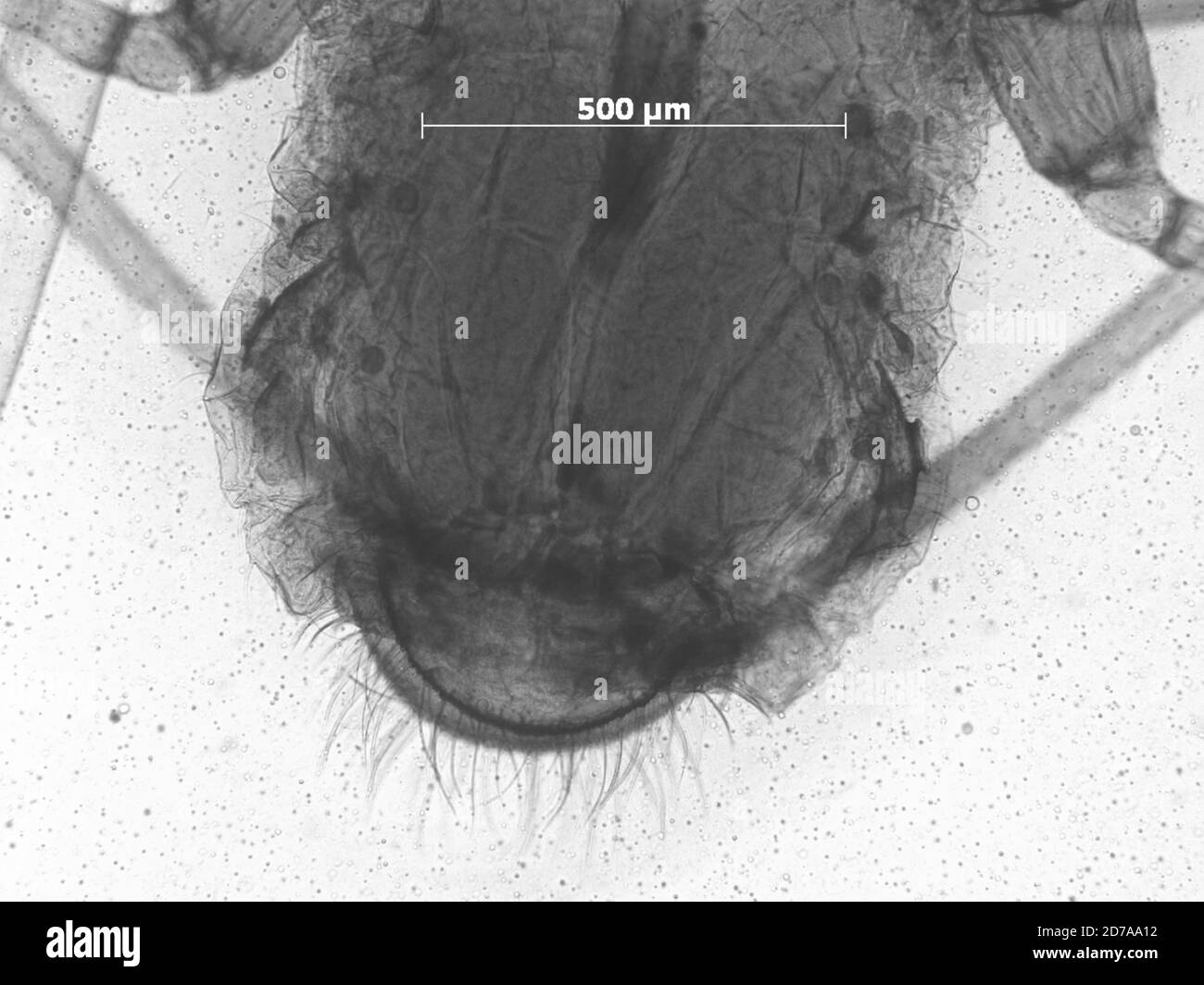 Cinara pseudotaxifoliae palmer Black and White Stock Photos & Images ...