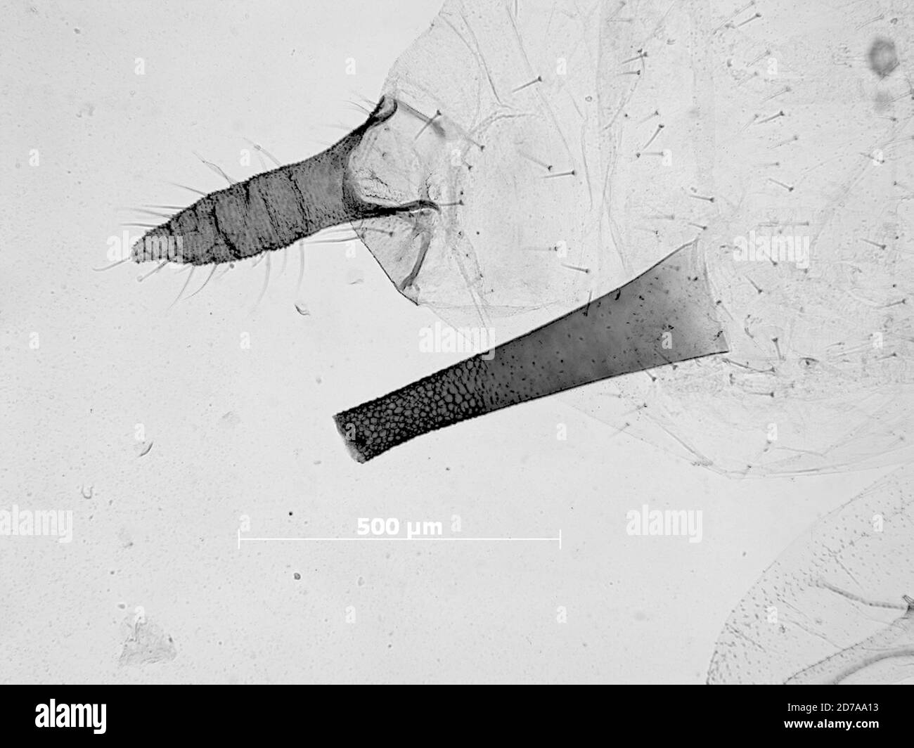 Parvotuberculatus hi-res stock photography and images - Alamy