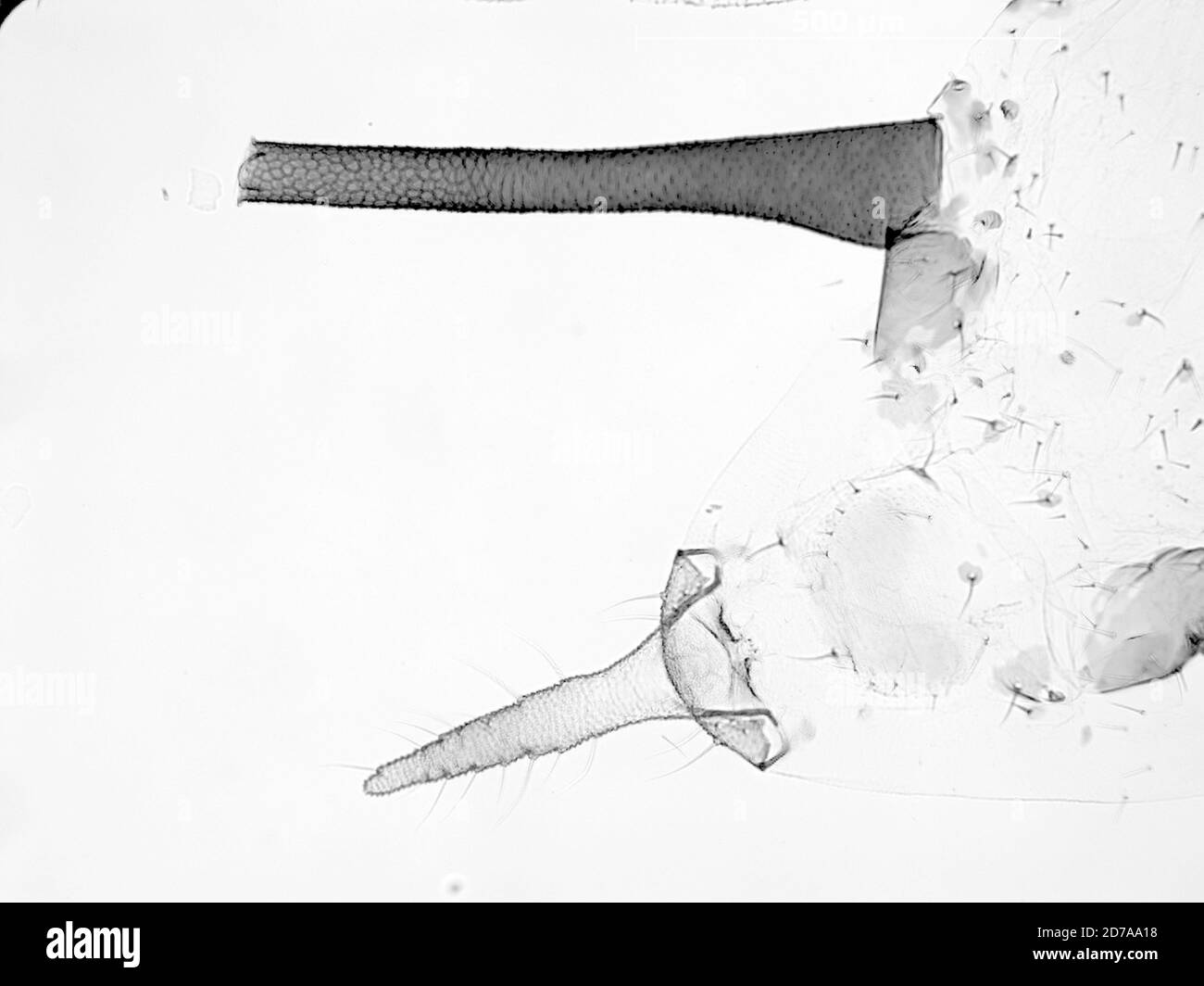 1965 animalia hi-res stock photography and images - Alamy