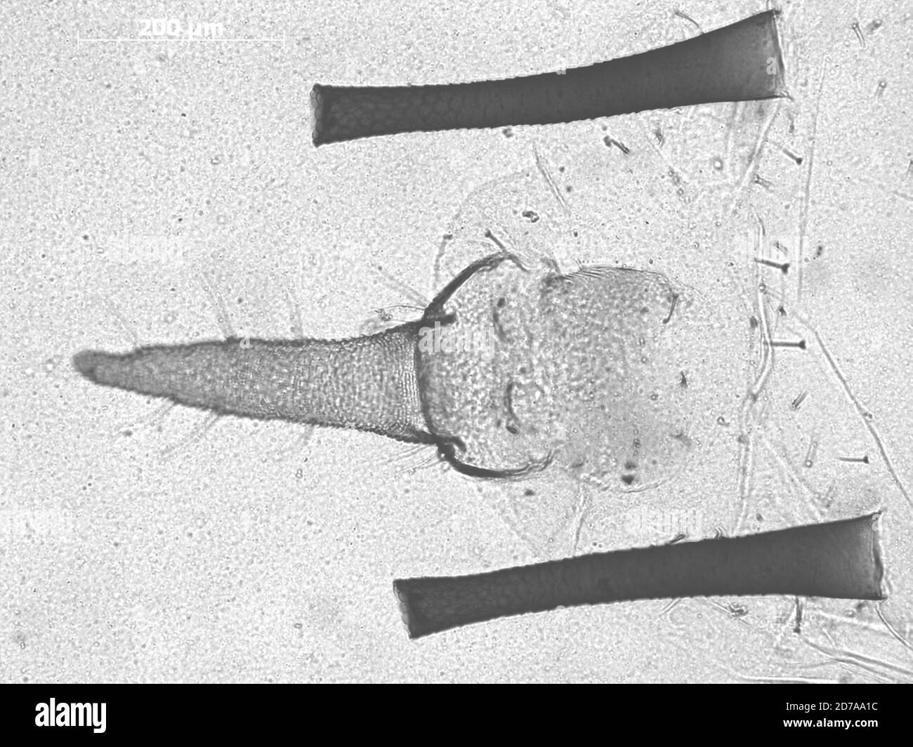 Crepusisiphon olive hi-res stock photography and images - Alamy