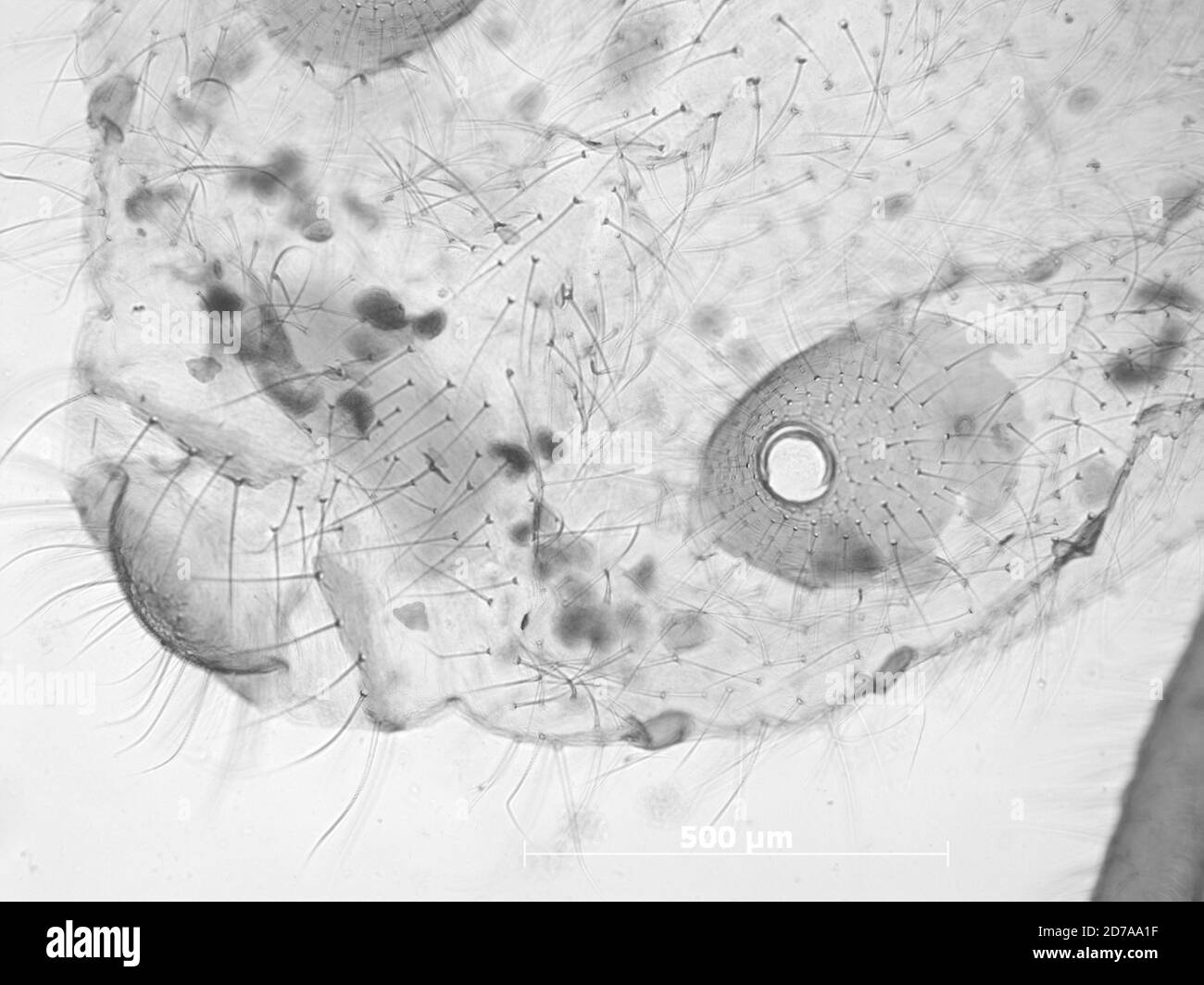 Waccasassa River, Levy, Florida, United States, Cinara wacasassae ...
