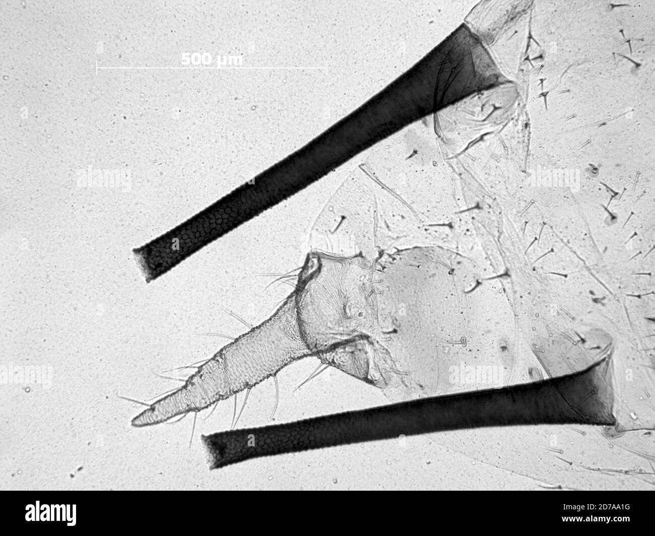 1965 animalia Black and White Stock Photos & Images - Alamy