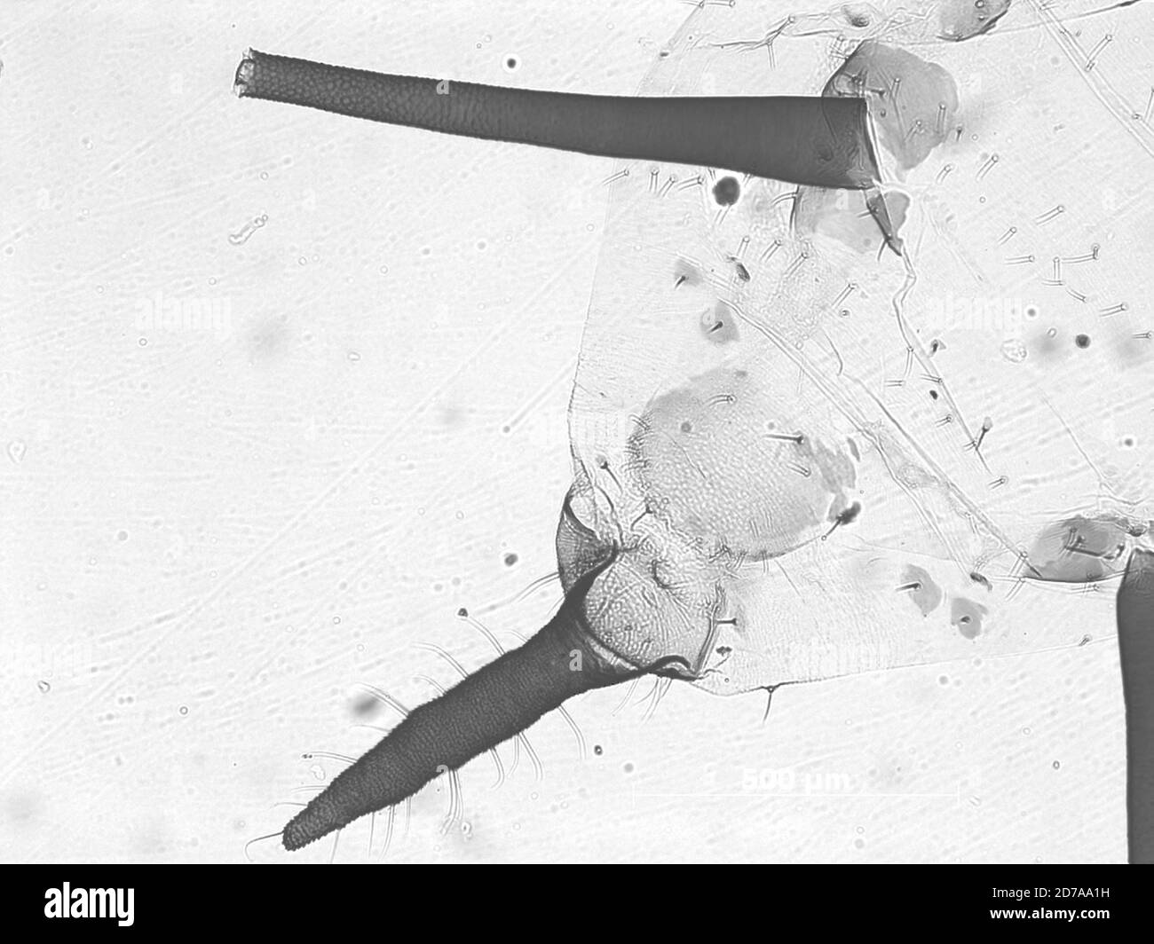 Dactynotus helianthicola olive hi-res stock photography and images - Alamy