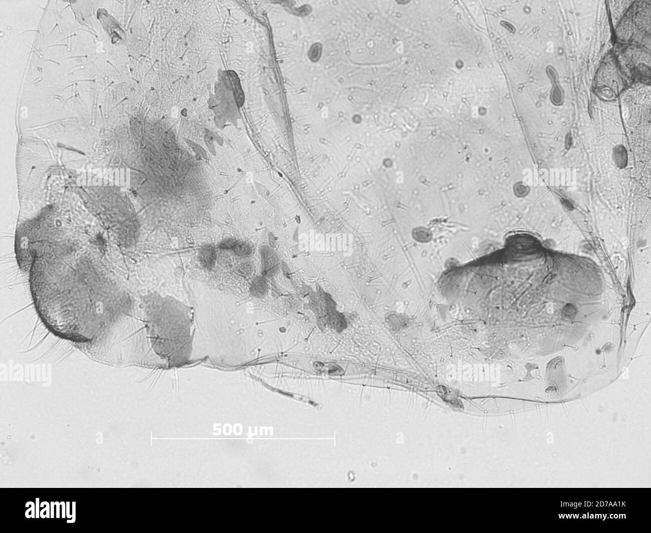 1956 animalia hi-res stock photography and images - Alamy