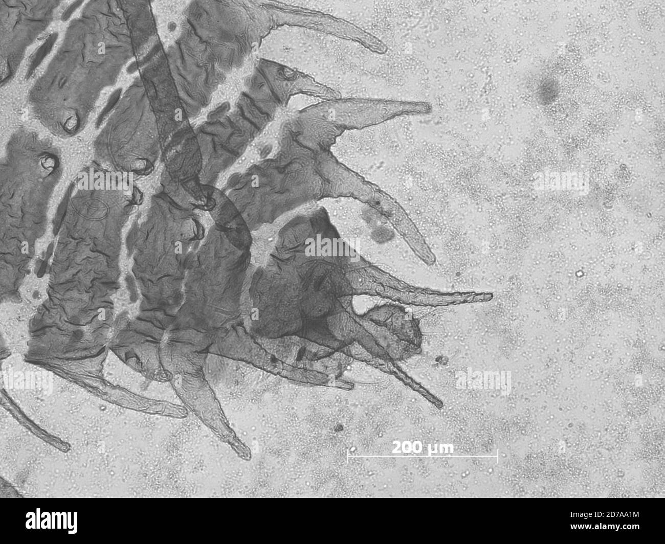 1954 animalia hi-res stock photography and images - Alamy