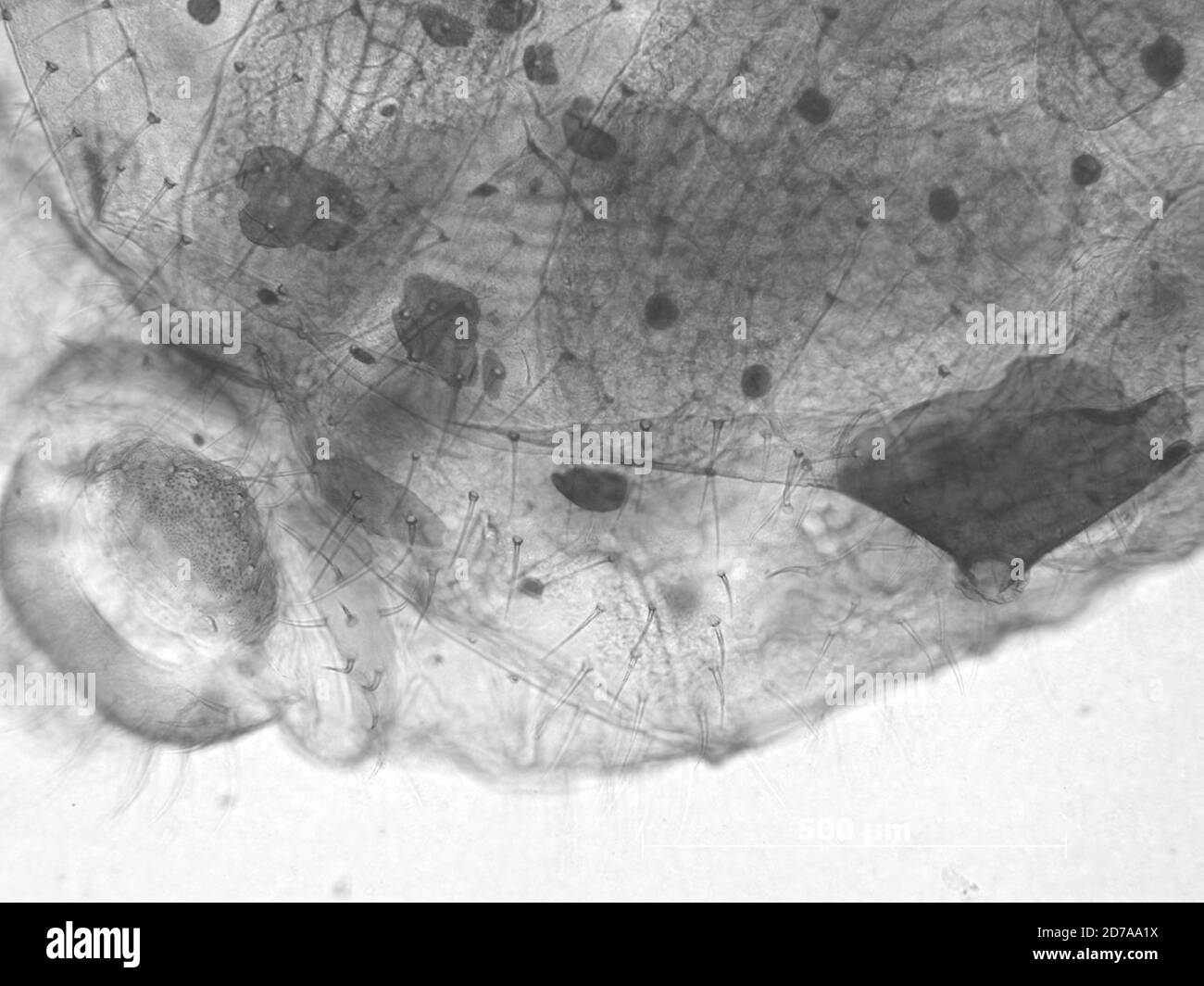 Pinon Mesa, Glade park, Mesa, Colorado, United States, Cinara wahtolca ...